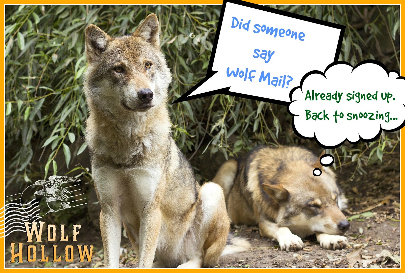 Last Chance to Receive Wolf Mail – Nikki Jefford